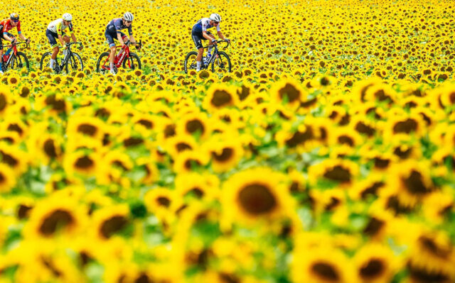 Staying Ahead of the Tour de France – Rene Herse Cycles